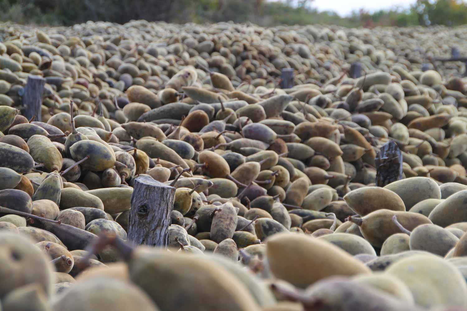 Our work so far • micaia